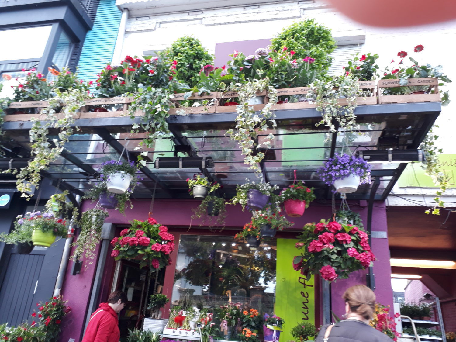 comme-une-fleur-pepiniere-fleuriste-bruxelles-sapin - Comme Une Fleur